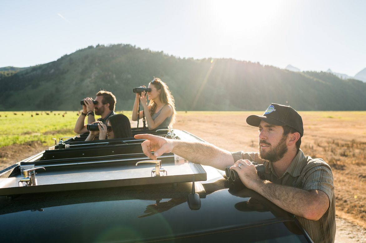 Wild Encounters Await: Join Our Wildlife Safari
